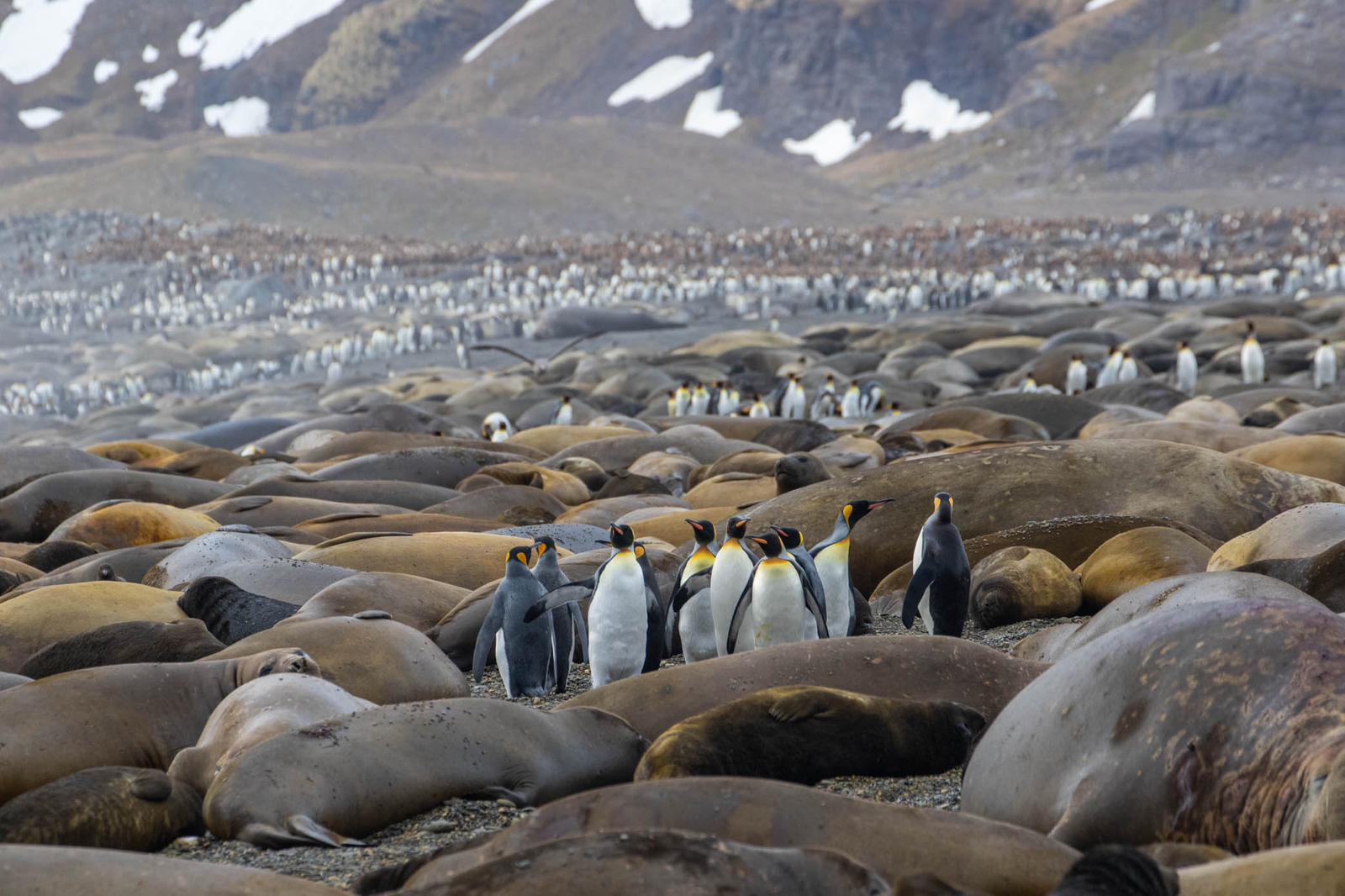 Drones survey wildlife populations in remote Sub-Antarctic i ...