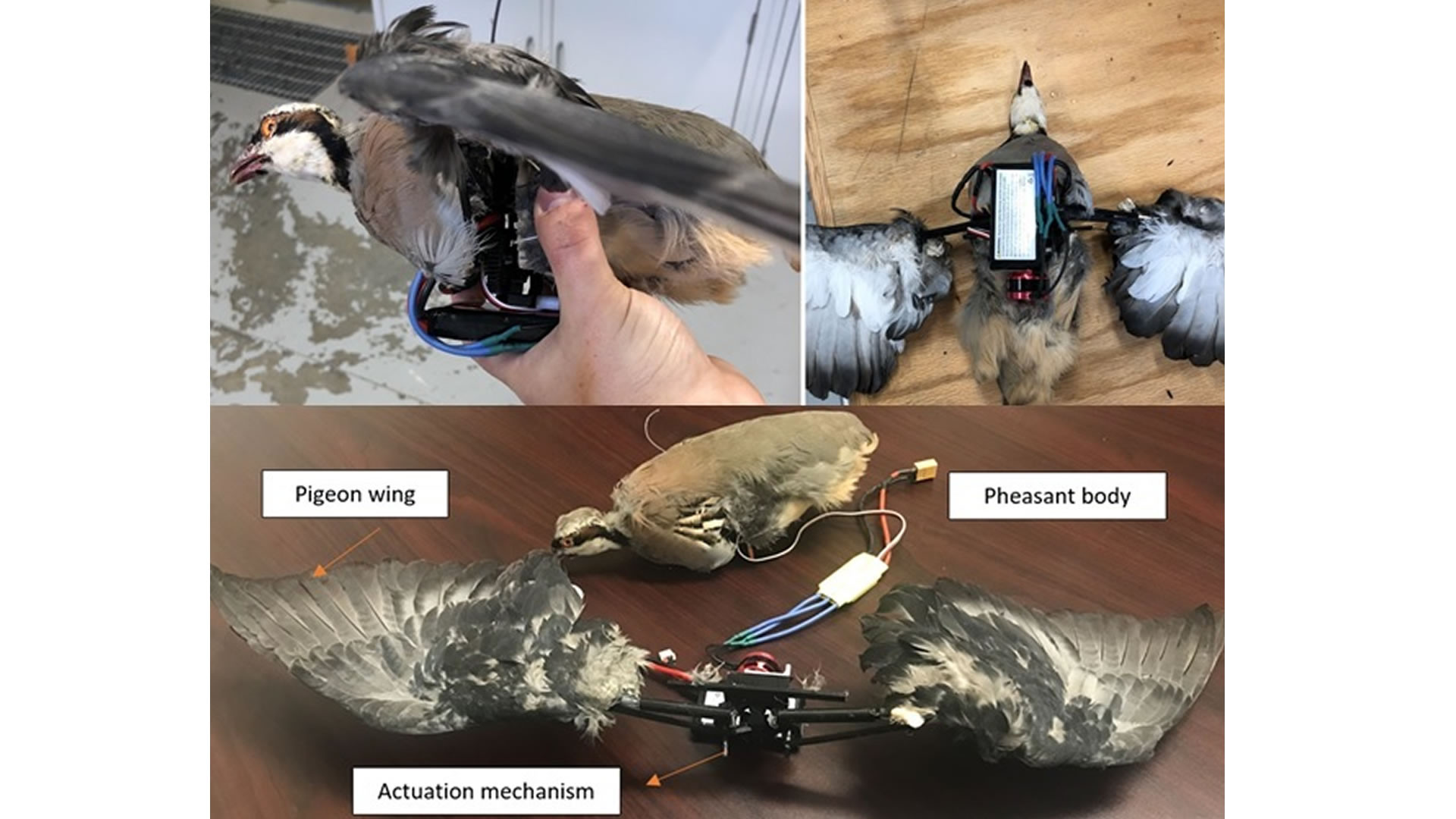 Researchers resurrect dead birds as drones, thanks to taxide ...